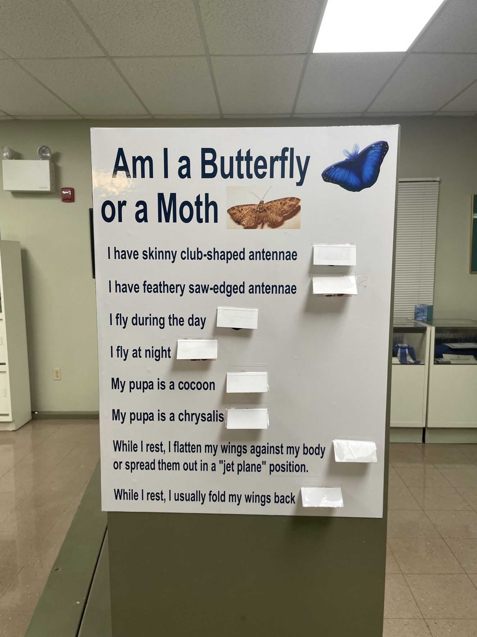 The Butterfly Place - Activities in New England for Young Kids