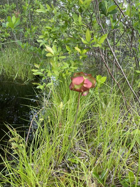 The Great Swamp Area - Activities in New England for Young Kids